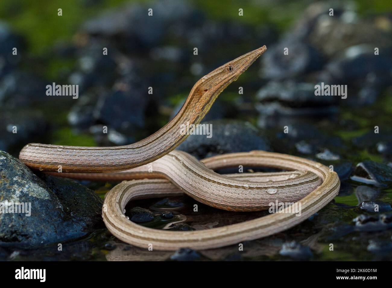 Burton legless lizard hi-res stock photography and images - Alamy