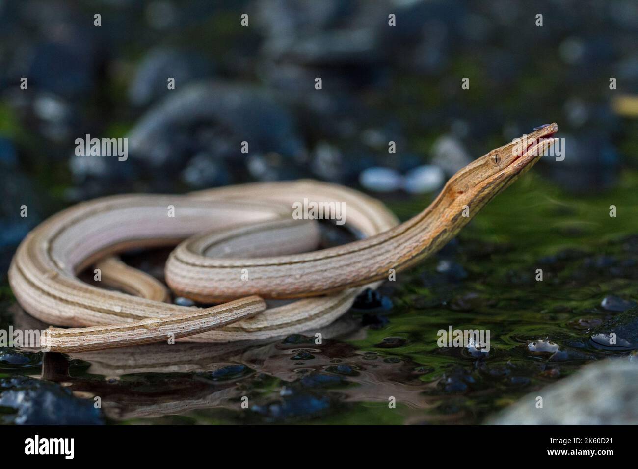 Burton's legless lizard or Lialis burtonis, Lialis burtonis pencil ...