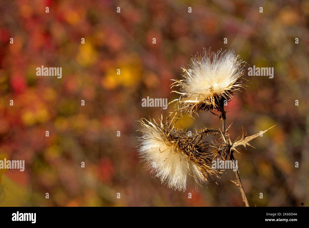 Depth of field river hi-res stock photography and images - Alamy