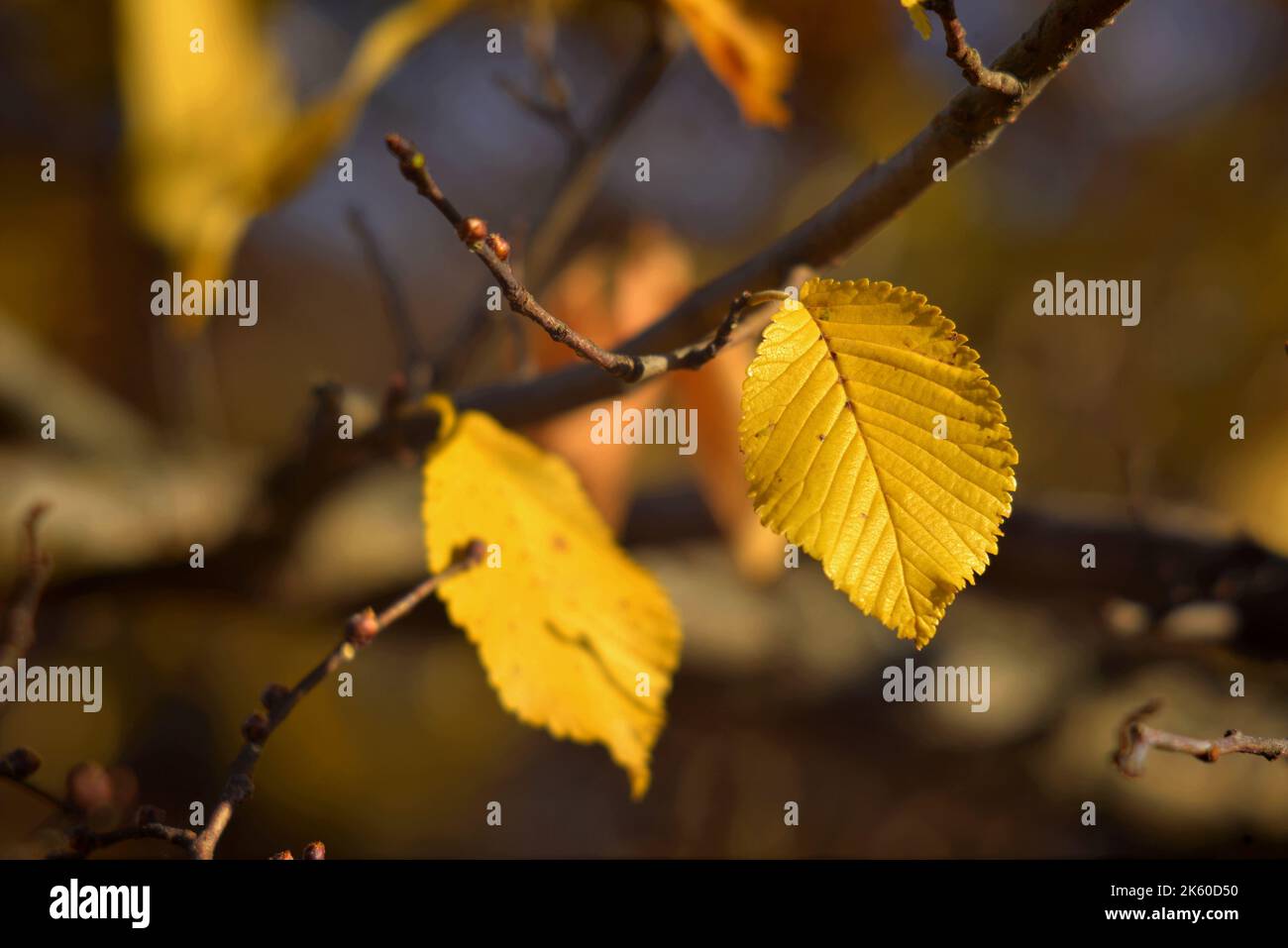 Ochre tree hi-res stock photography and images - Alamy
