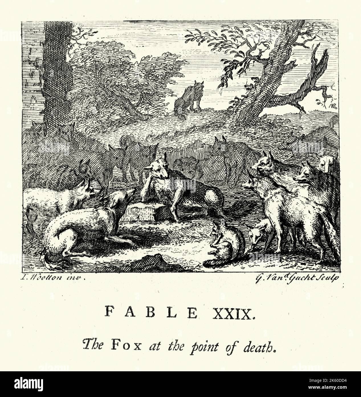 Vintage engraving The Fox at the piont of death, From the Fables of ...