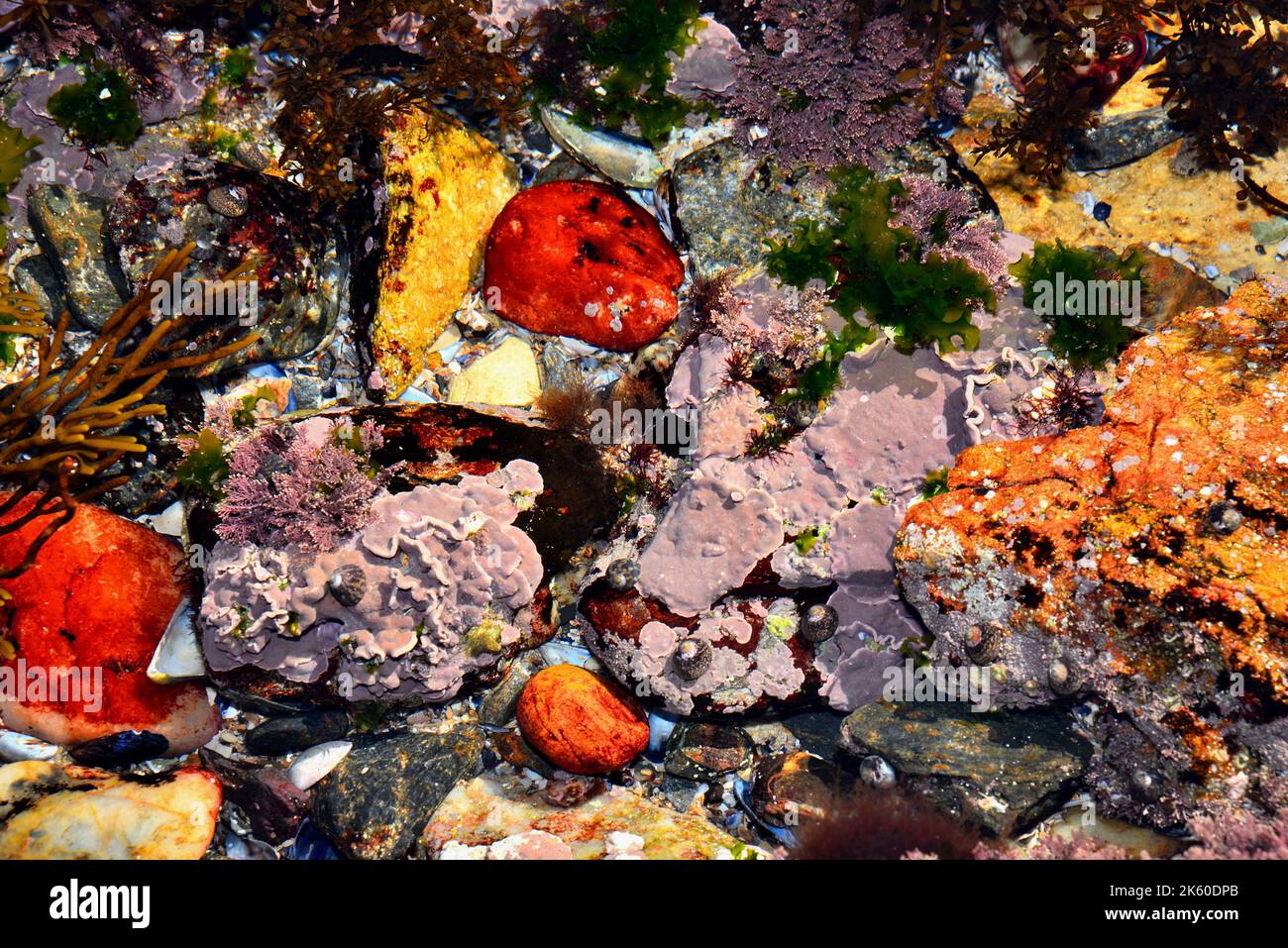 Naturally colored rocks among algae and calcium carbonate in the ocean ...