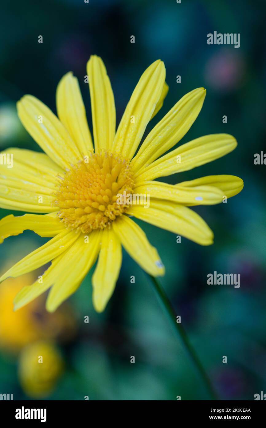 African bush daisy or bull's-eye daisy ( Euryops chrysanthemoides ...