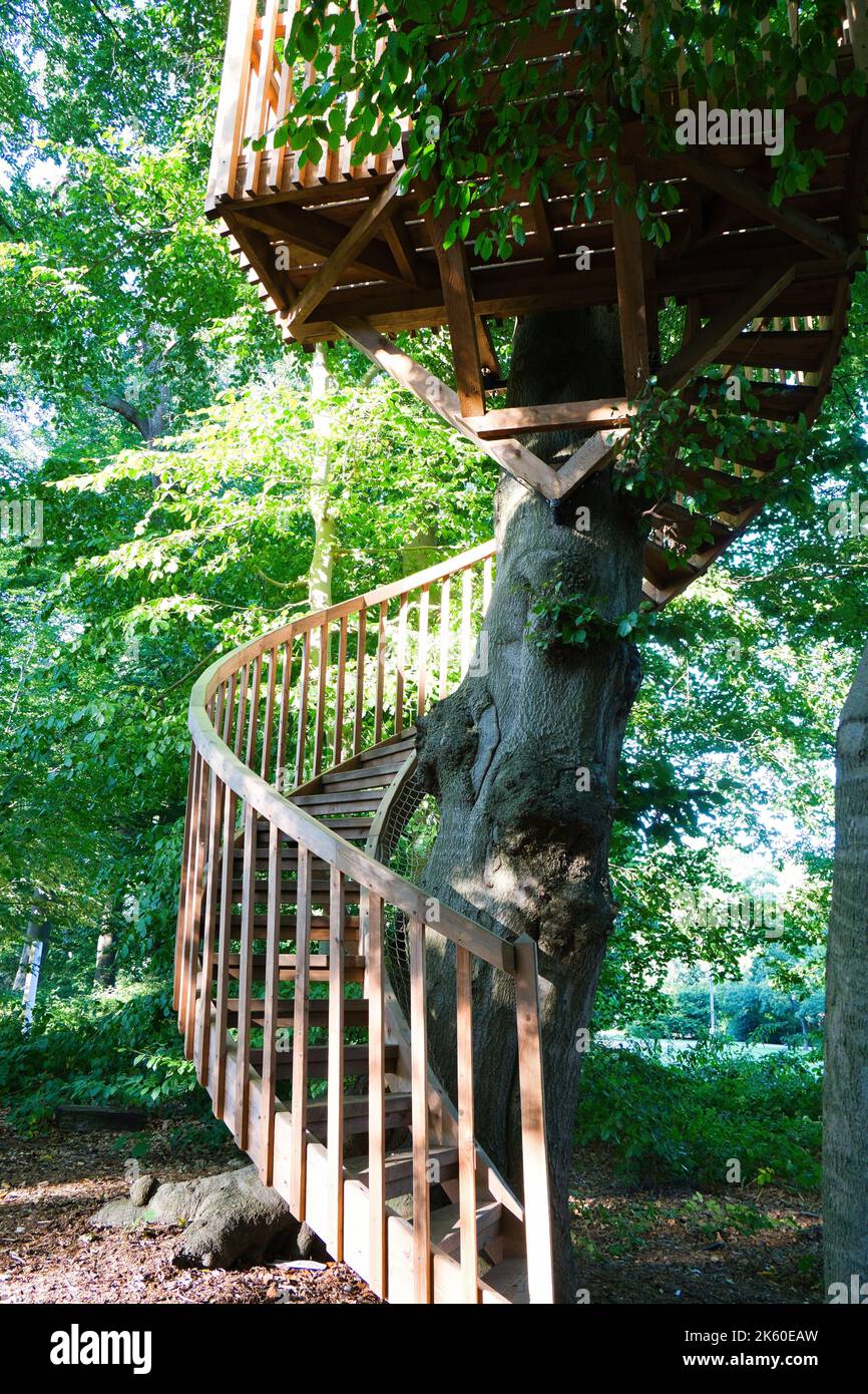 A vertical shot of a spiral wooden staircase around tree in forest ...