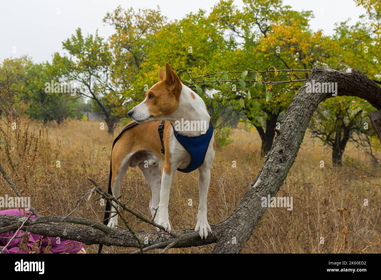 Portrait of mature basenji dog standing on wild pear tree branch and ...