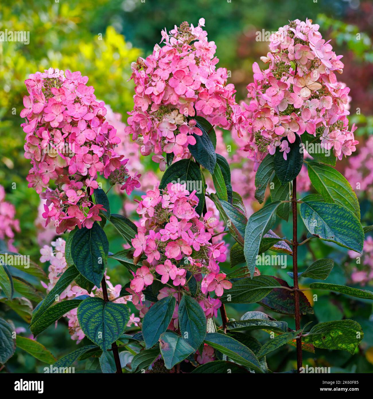 Hydrangea paniculata 'Brussels Lace' at Aberglasney Gardens in October ...