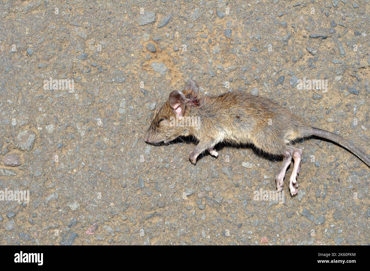 The carcass of a rat lying on the road died from being bitten by a cat ...
