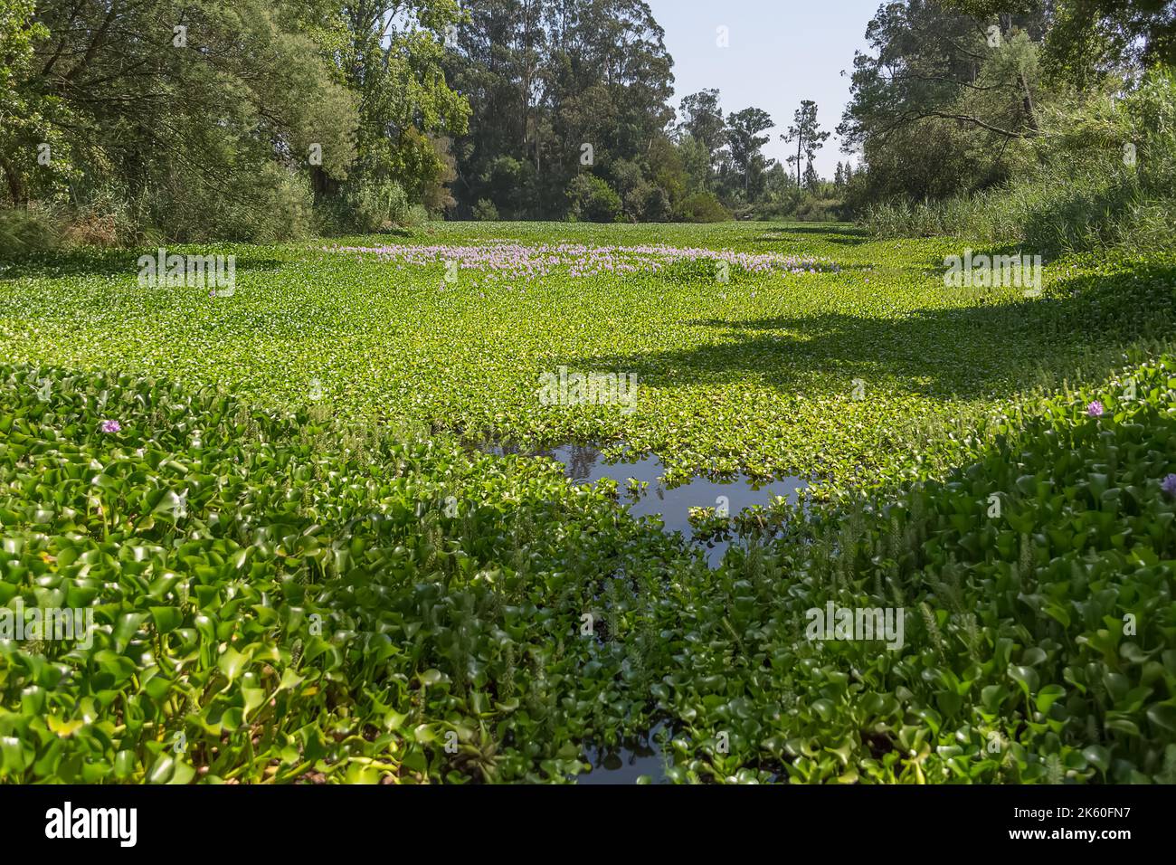 Huge panoramic view of a hyacinth field, Wild-type Hyacinthus ...