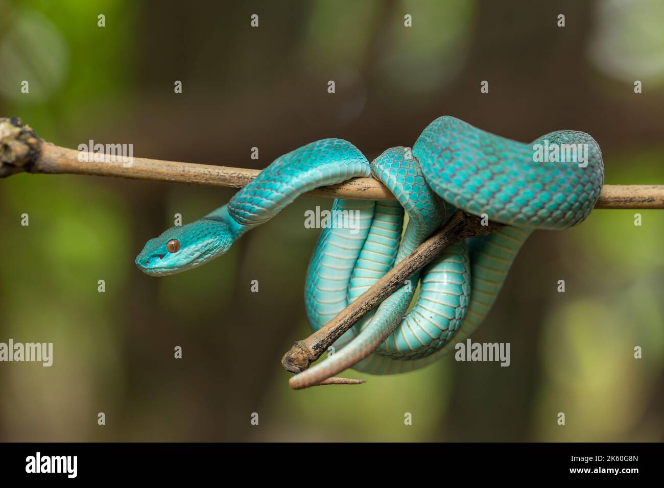 Blue Insularis snake (Trimeresurus Insularis) White-lipped Island Pit ...