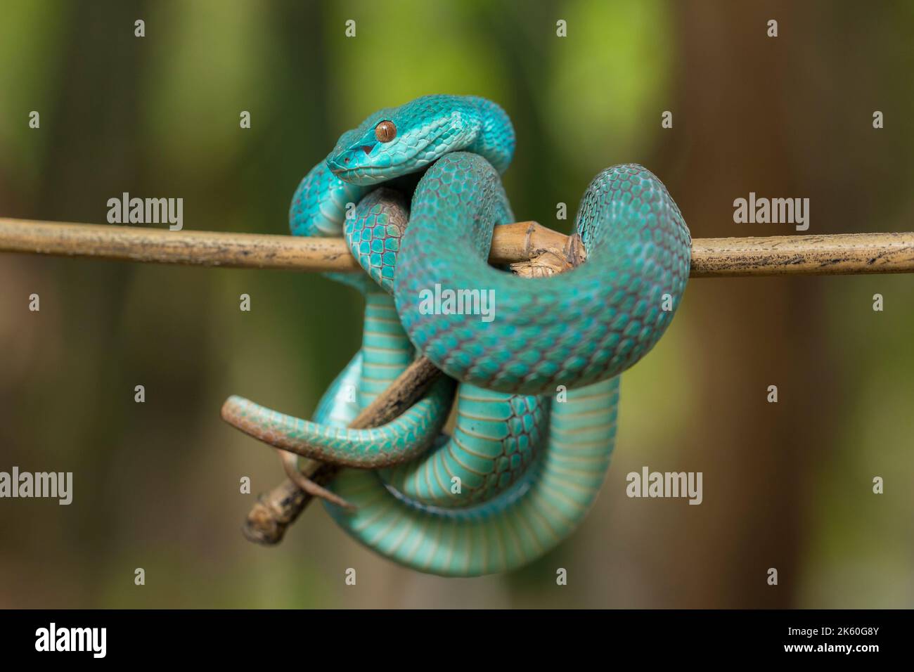 Blue Insularis snake (Trimeresurus Insularis) White-lipped Island Pit ...