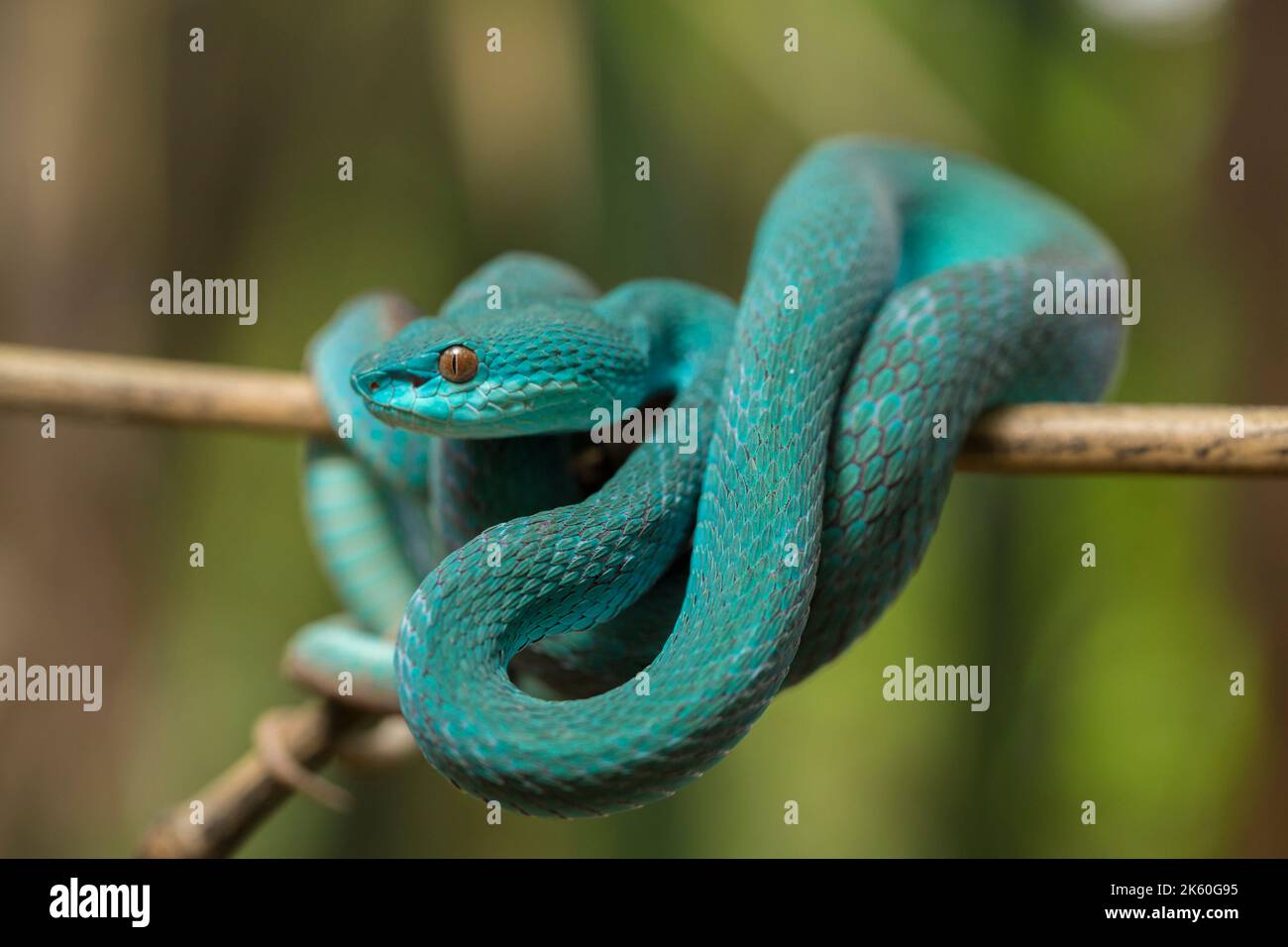 Blue Insularis snake (Trimeresurus Insularis) White-lipped Island Pit ...