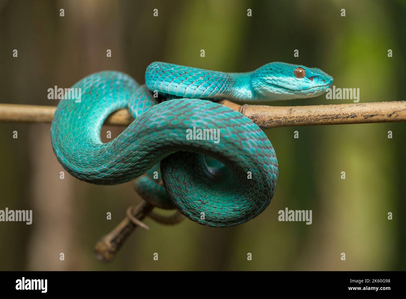 Blue Insularis snake (Trimeresurus Insularis) White-lipped Island Pit ...