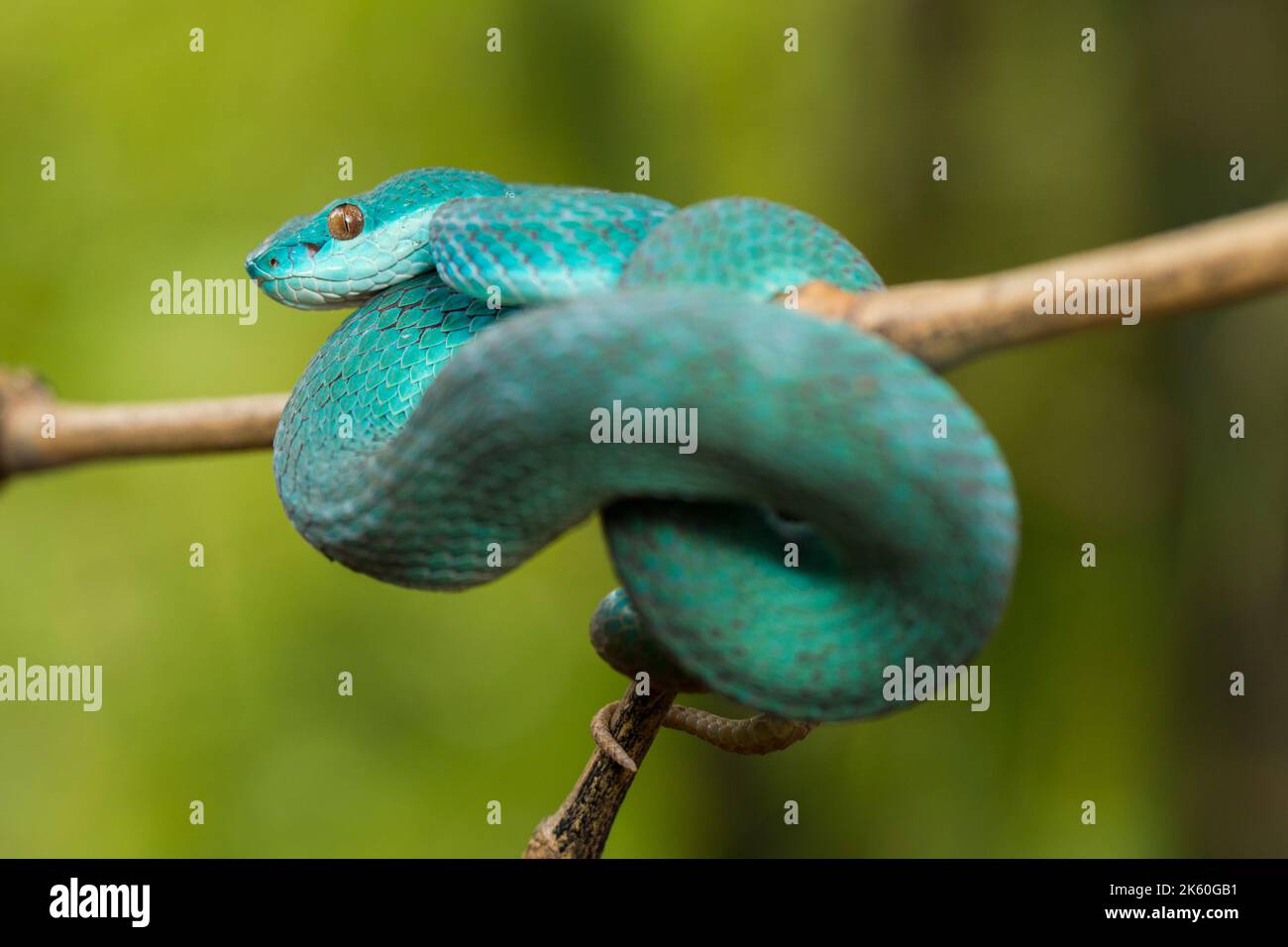 Blue Insularis snake (Trimeresurus Insularis) White-lipped Island Pit ...