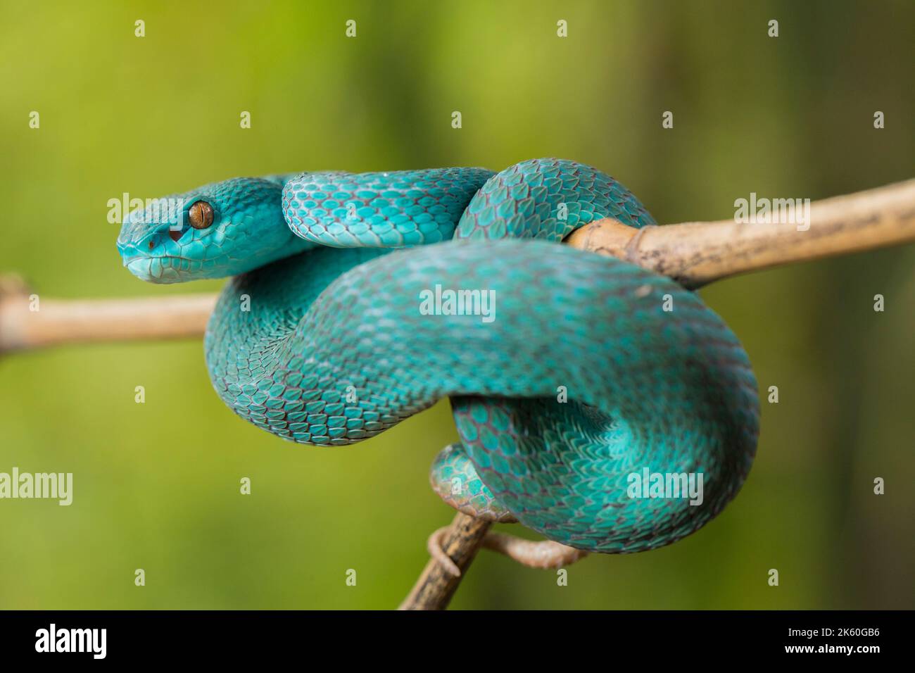 Blue Insularis snake (Trimeresurus Insularis) White-lipped Island Pit ...
