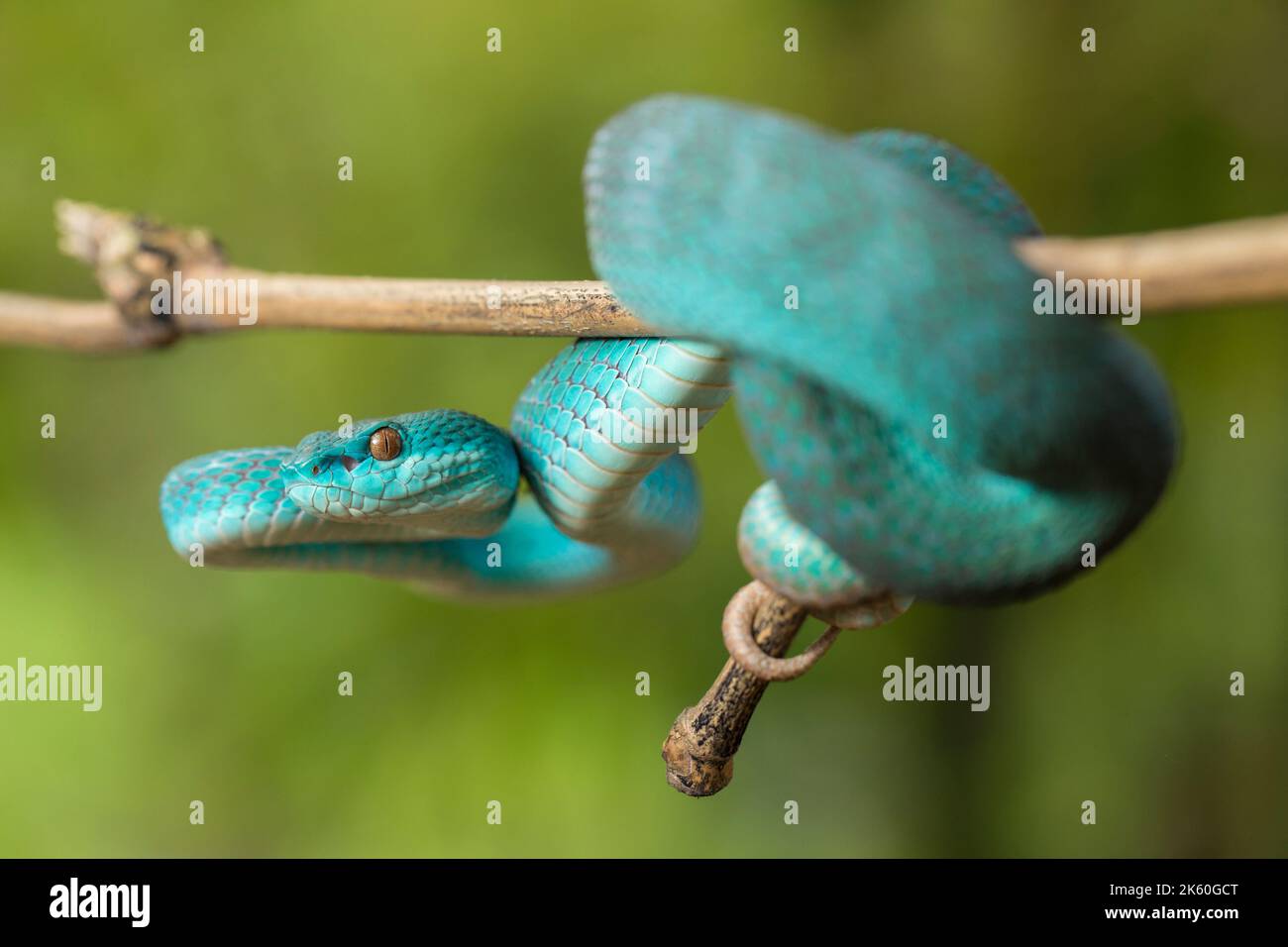 Blue Insularis snake (Trimeresurus Insularis) White-lipped Island Pit ...
