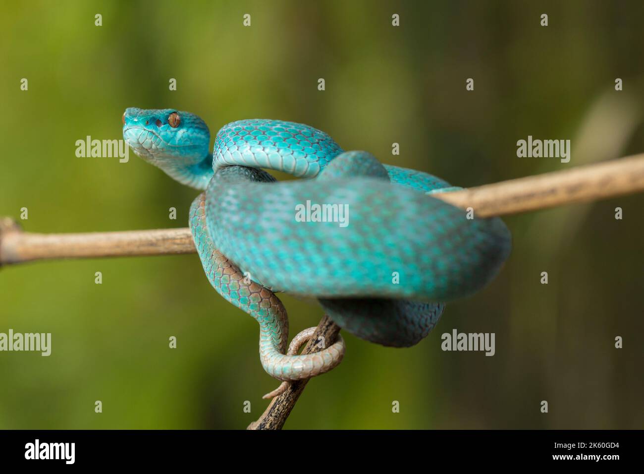 Blue Insularis snake (Trimeresurus Insularis) White-lipped Island Pit ...