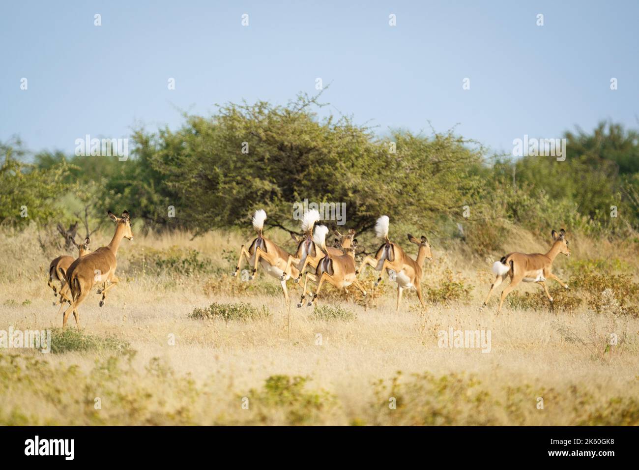 Springbok (Antidorcas marsupialis) running and jumping through yellow ...