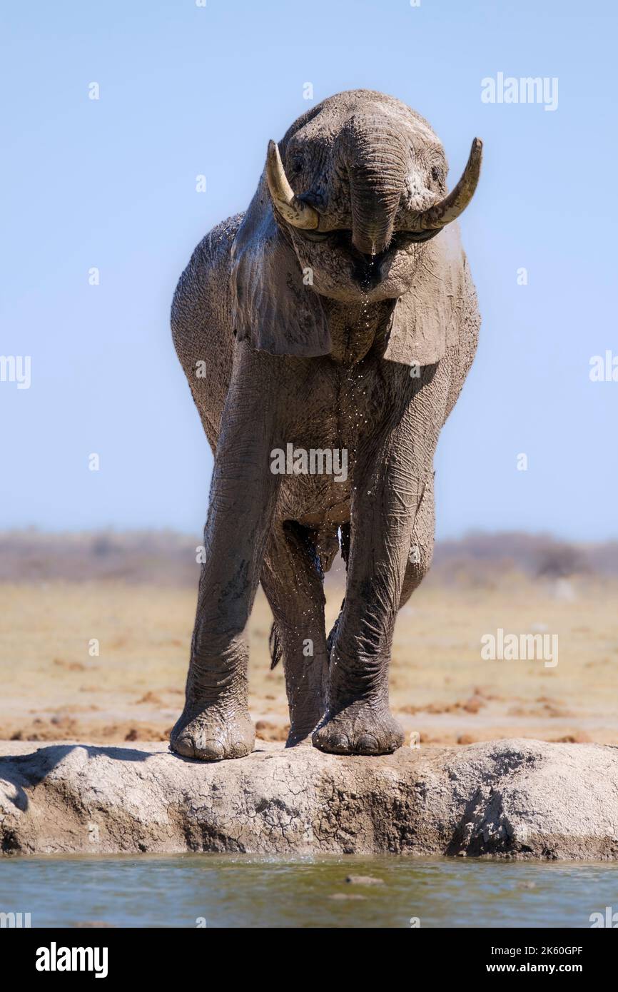 Elephant open mouth hi-res stock photography and images - Alamy