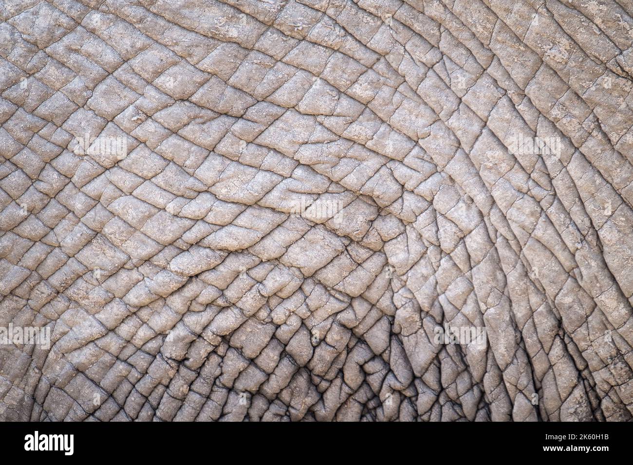 Elephant (Loxodonta africana) close up details of skin with wrinkles ...