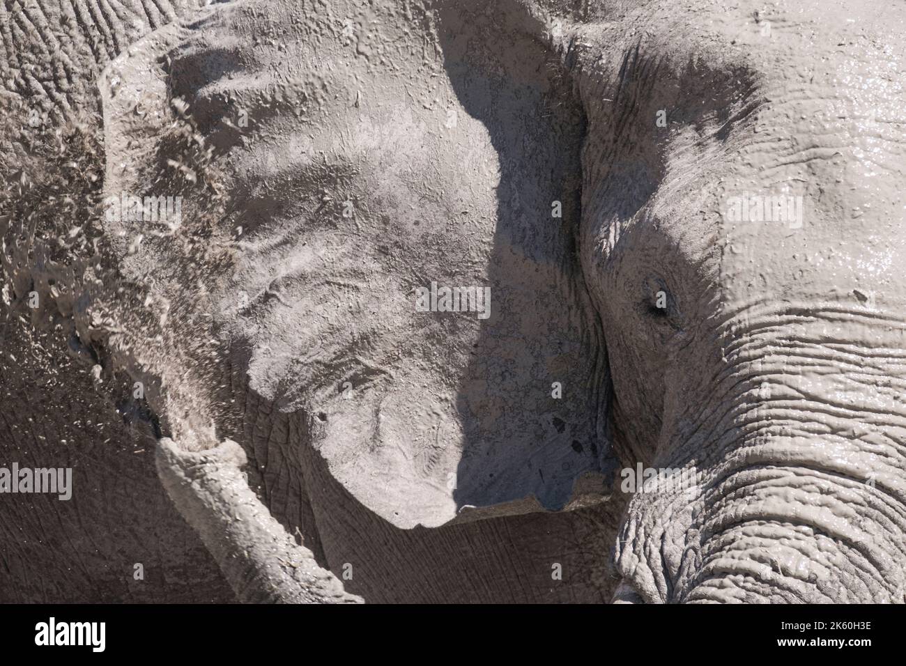 Elephant (Loxodonta africana) sprays mud on his ear. Details of skin ...