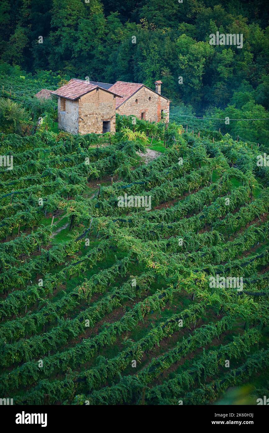 Prosecco conegliano valdobbiadene hi-res stock photography and images ...
