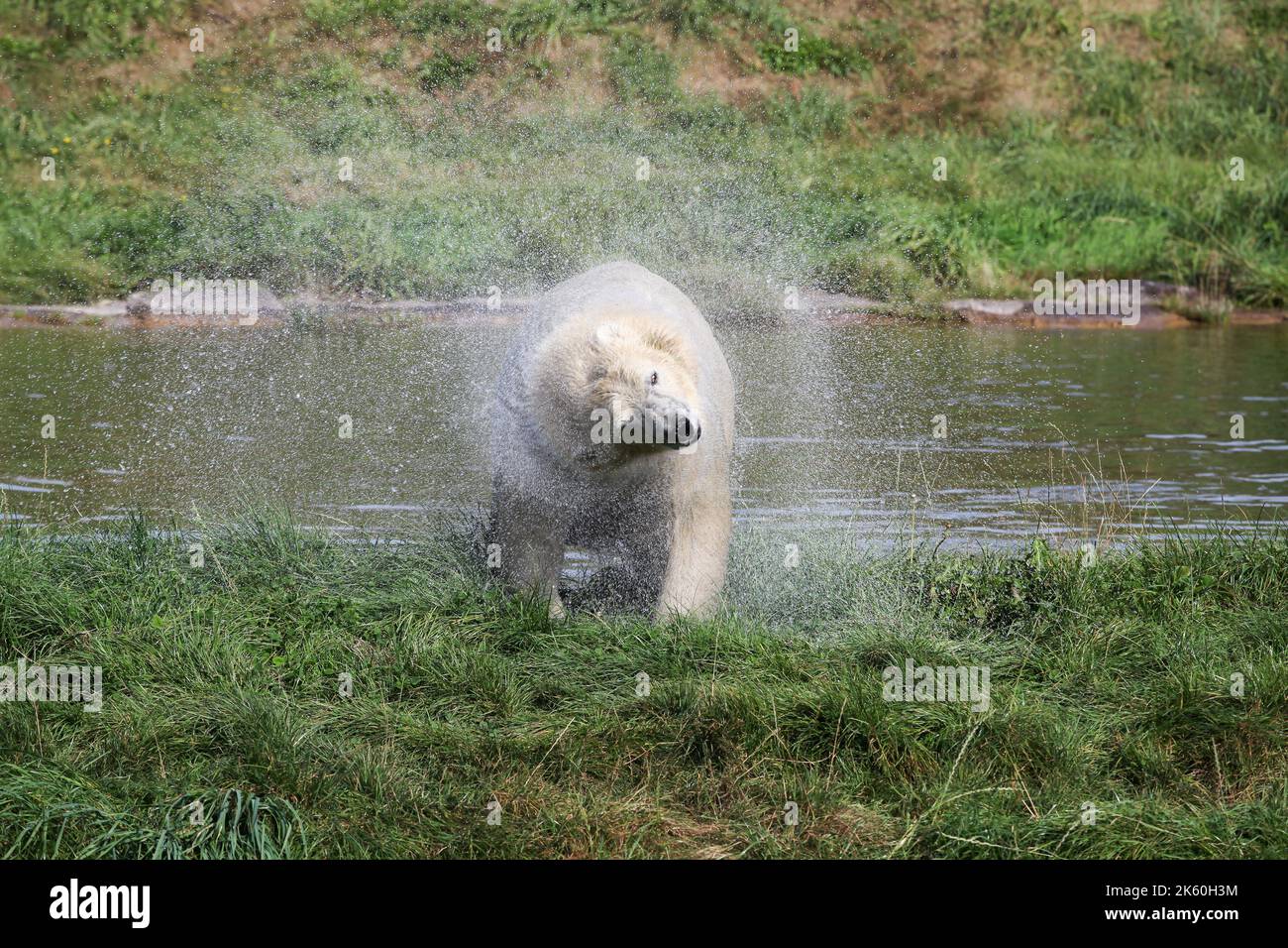 Polar bear coming out of the water Stock Photo - Alamy