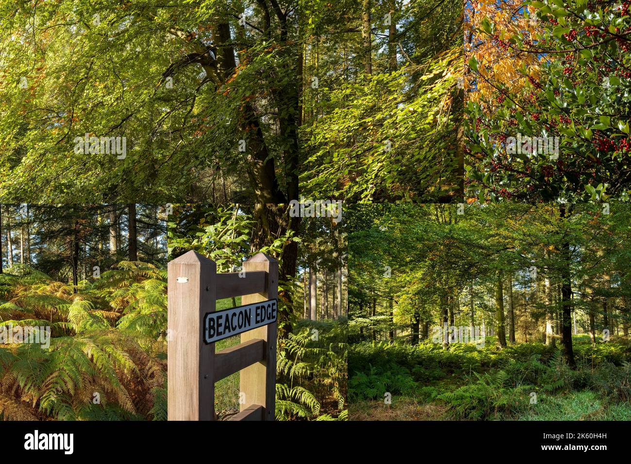 A celebration of Autumnal colours in Beacon Wood, Penrith, Cumbria, UK ...