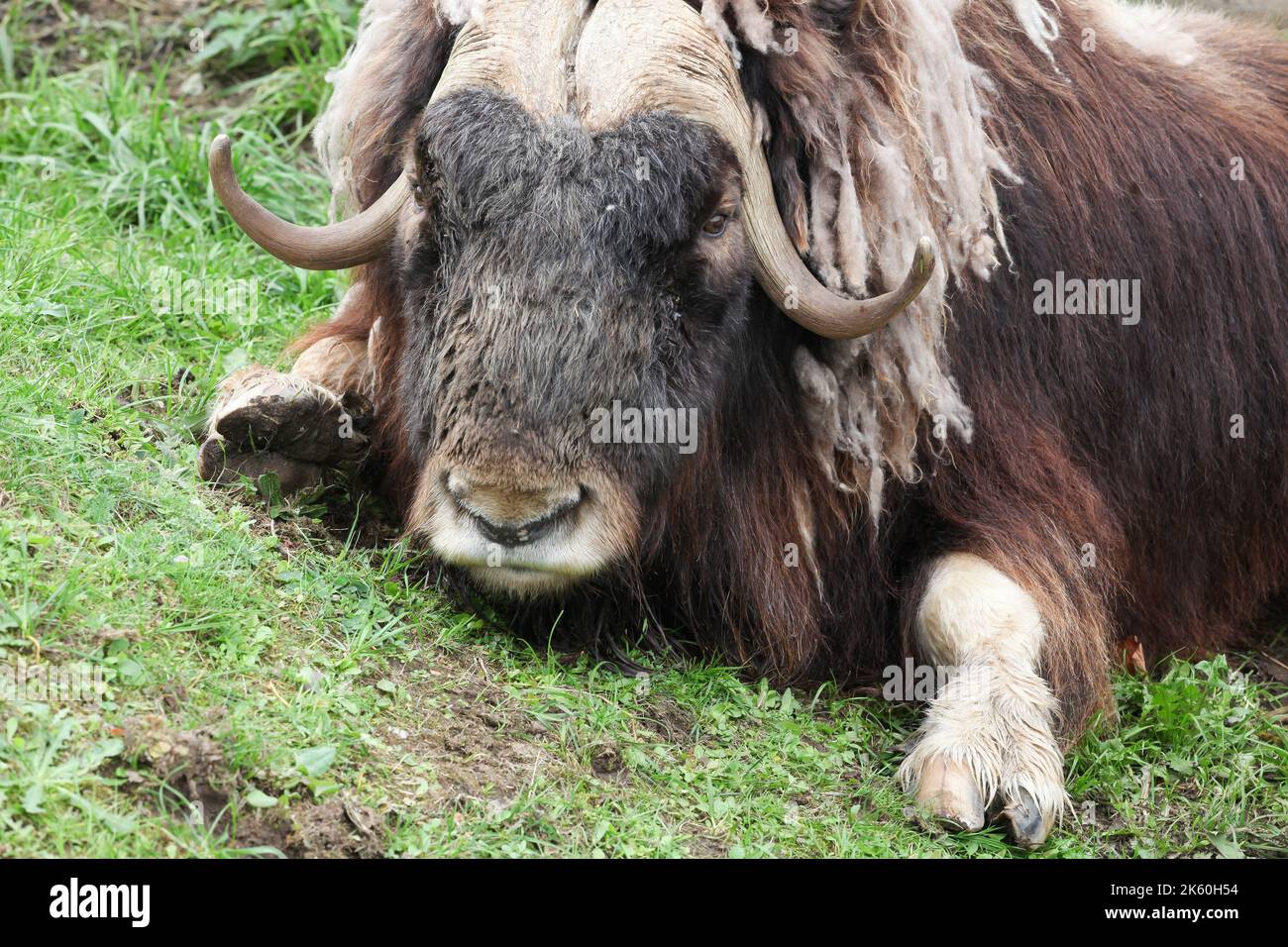 Muskox ovibos moschatus portrait hi-res stock photography and images ...