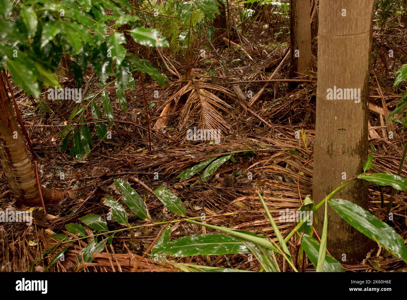 Wet forest floor of loland subtropical rainforest on Tamborine Mountain ...