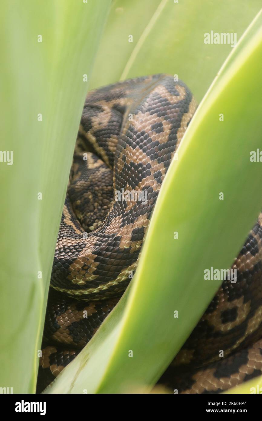 Australian Carpet python, Morelia spilota,curled up, resting between ...