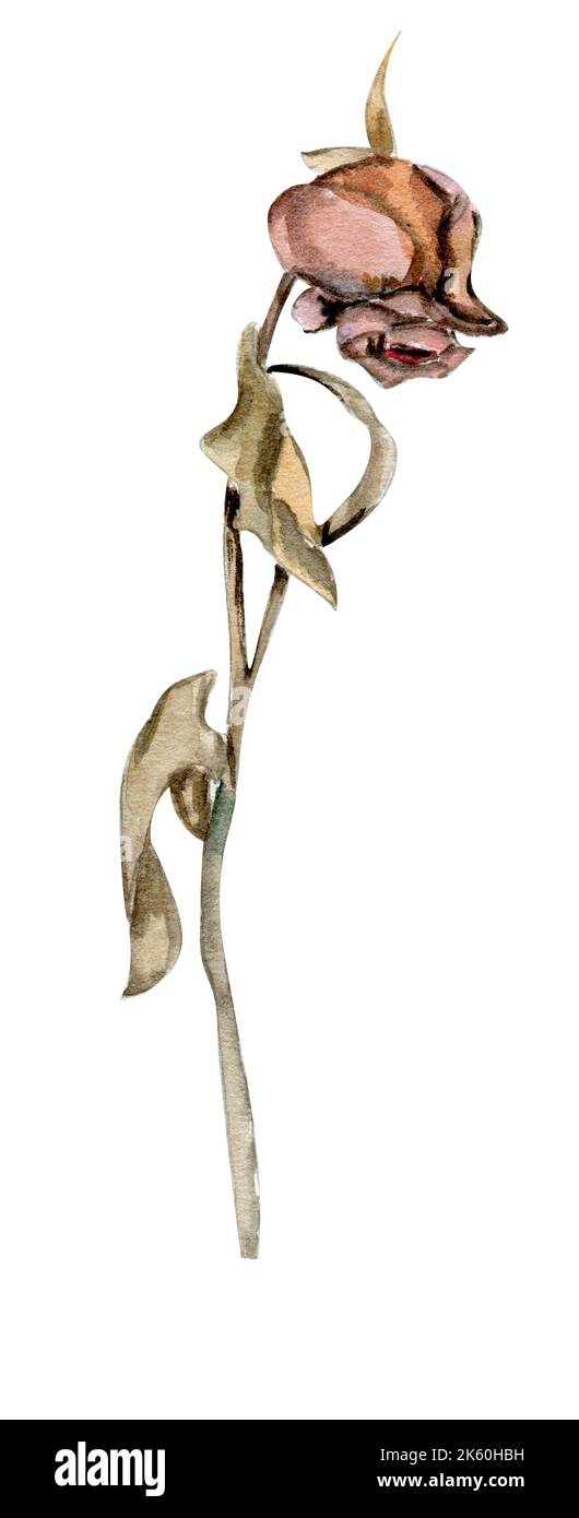Wild rose pink watercolor Cut Out Stock Images & Pictures - Alamy