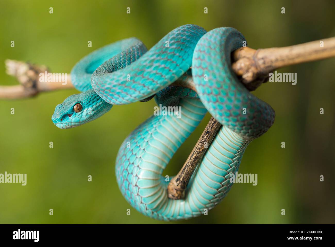 Blue Insularis snake (Trimeresurus Insularis) White-lipped Island Pit ...