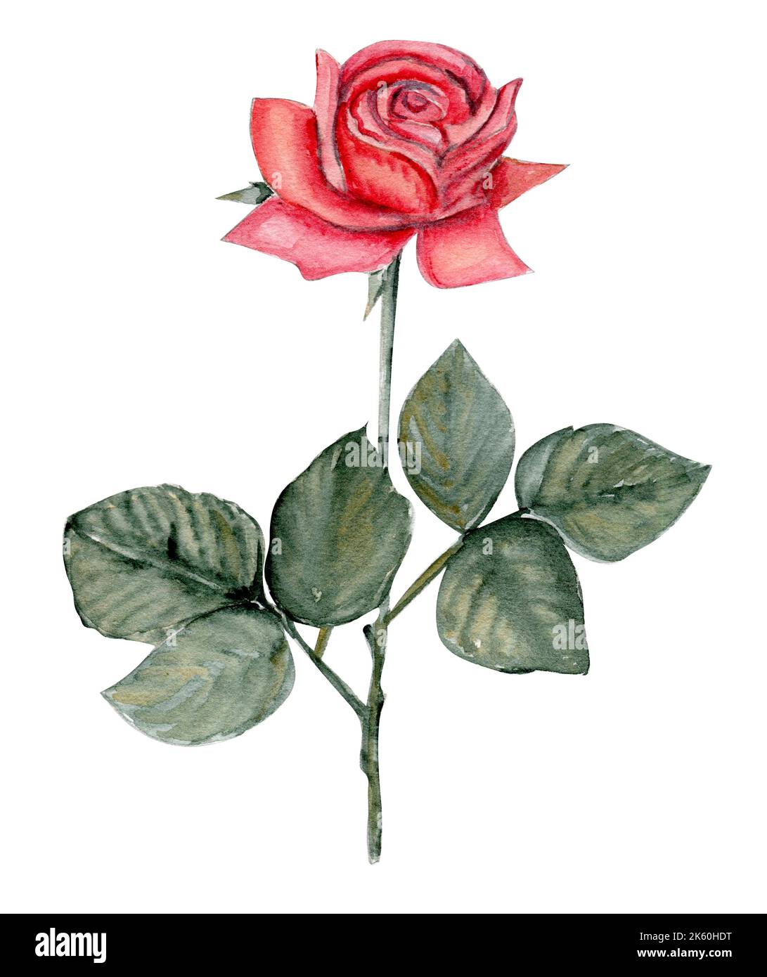 Hand drawn rose blooming pink rose Stock Photo - Alamy