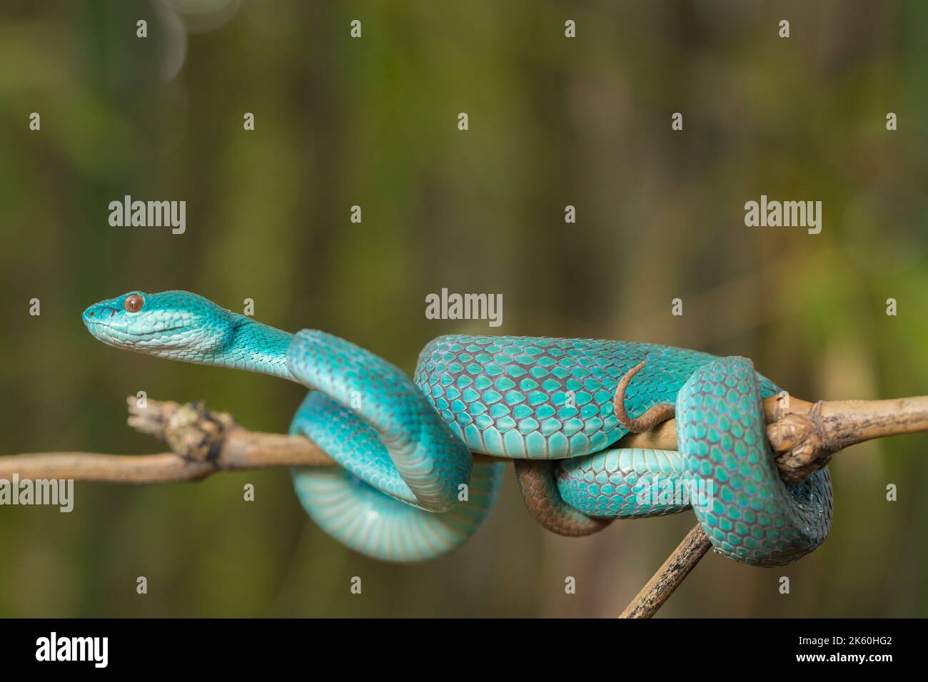Blue Insularis snake (Trimeresurus Insularis) White-lipped Island Pit ...