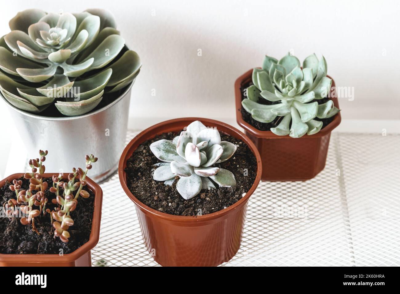 Group of succulent plants in small brown plastic pots indoors Stock ...