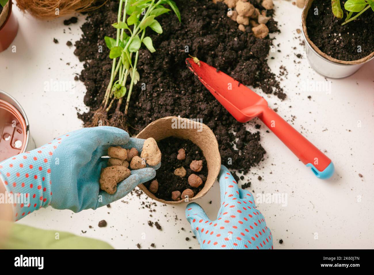 female gardener arranging plants at house using tools Stock Photo - Alamy