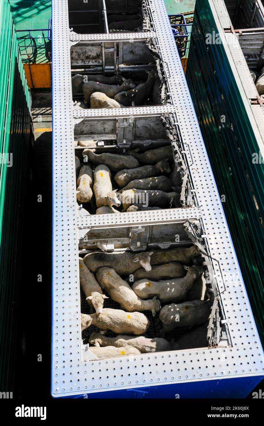 Sheep in lorry hi-res stock photography and images - Alamy