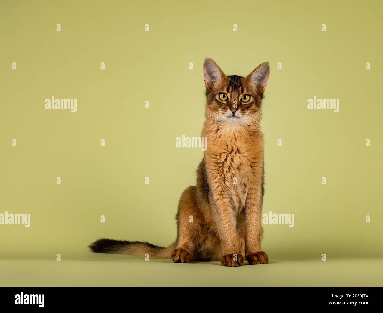 Cute ruddy Somali cat kitten, sitting up facing front. Looking towards ...