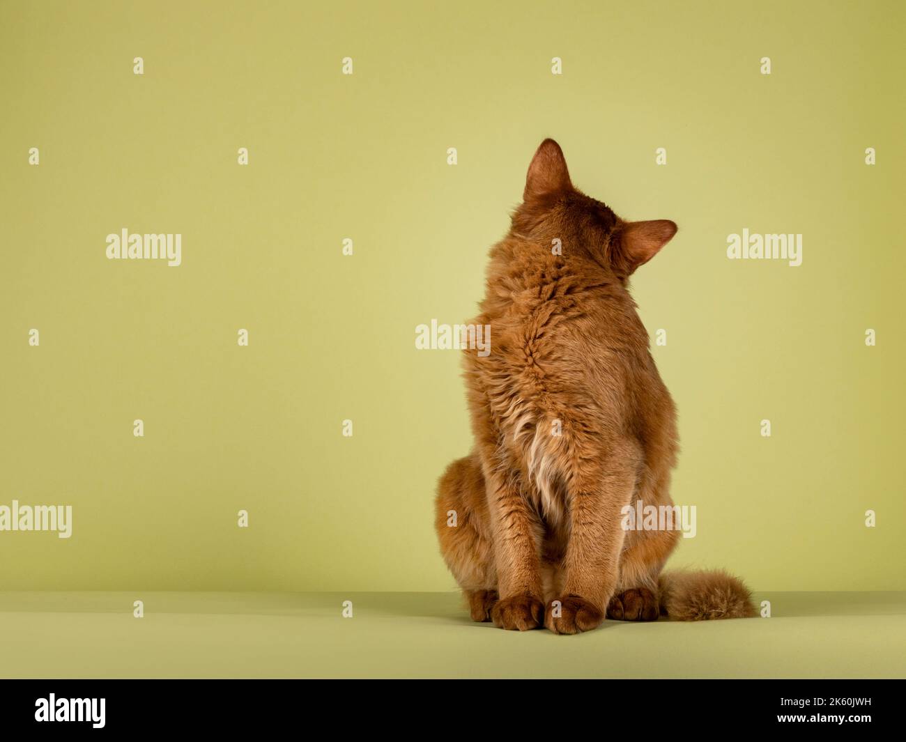 Cute sorrel Somali cat kitten, sitting up facing front. Looking over ...