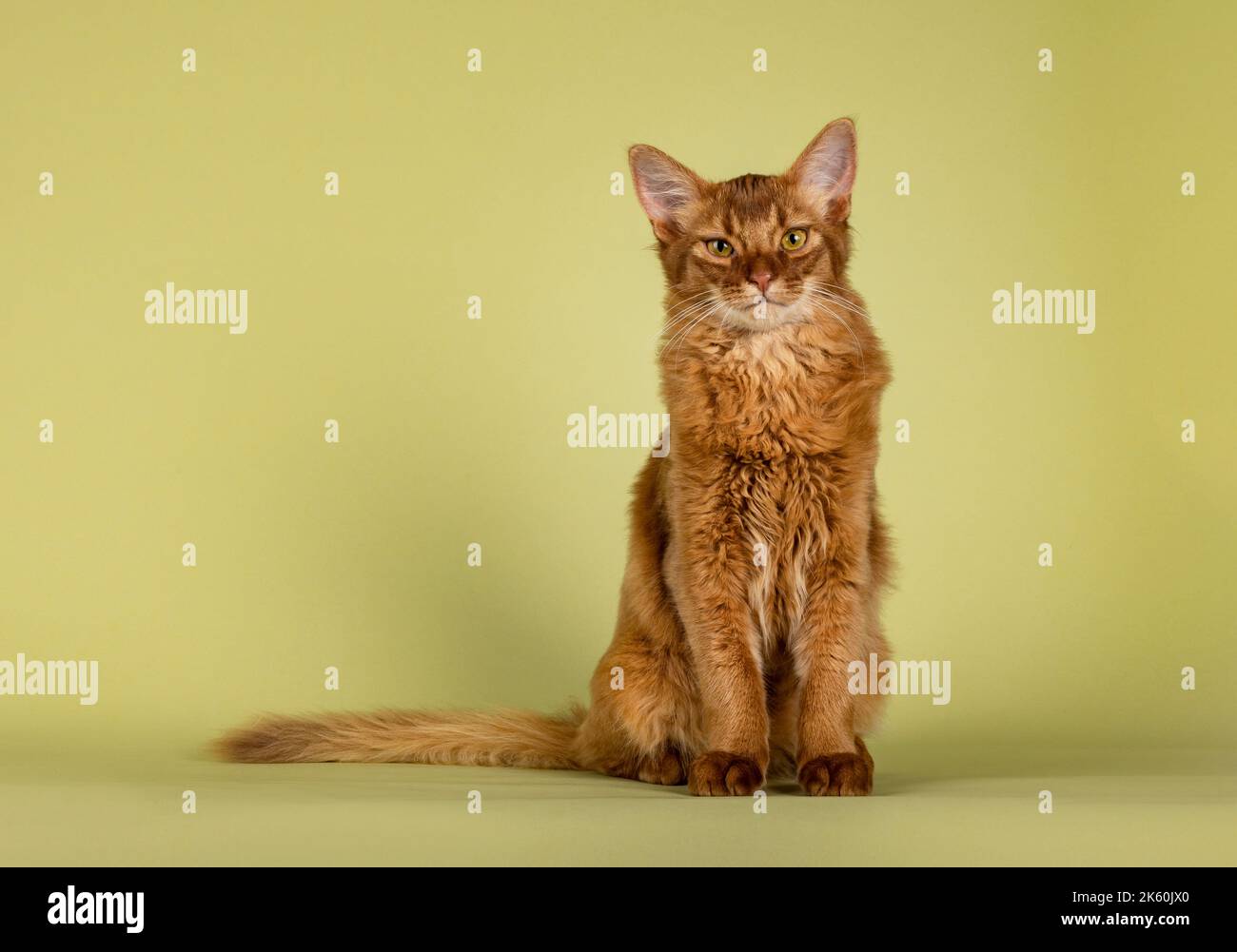 Cute sorrel Somali cat kitten, sitting up facing front. Looking towards ...