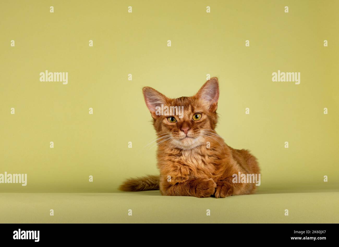 Cute sorrel Somali cat kitten, laying down facing front. Looking ...