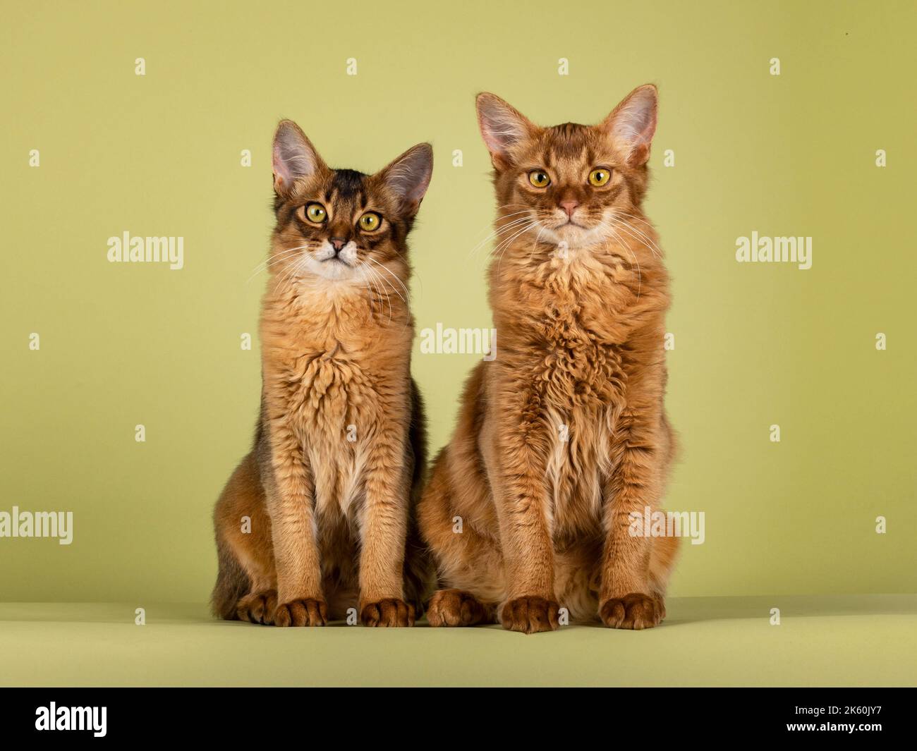 Somali cat portrait on hi-res stock photography and images - Alamy
