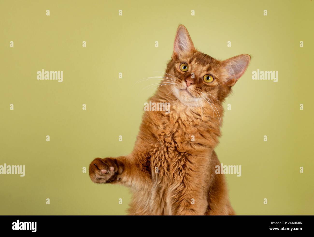 Cat paw in air hi-res stock photography and images - Alamy