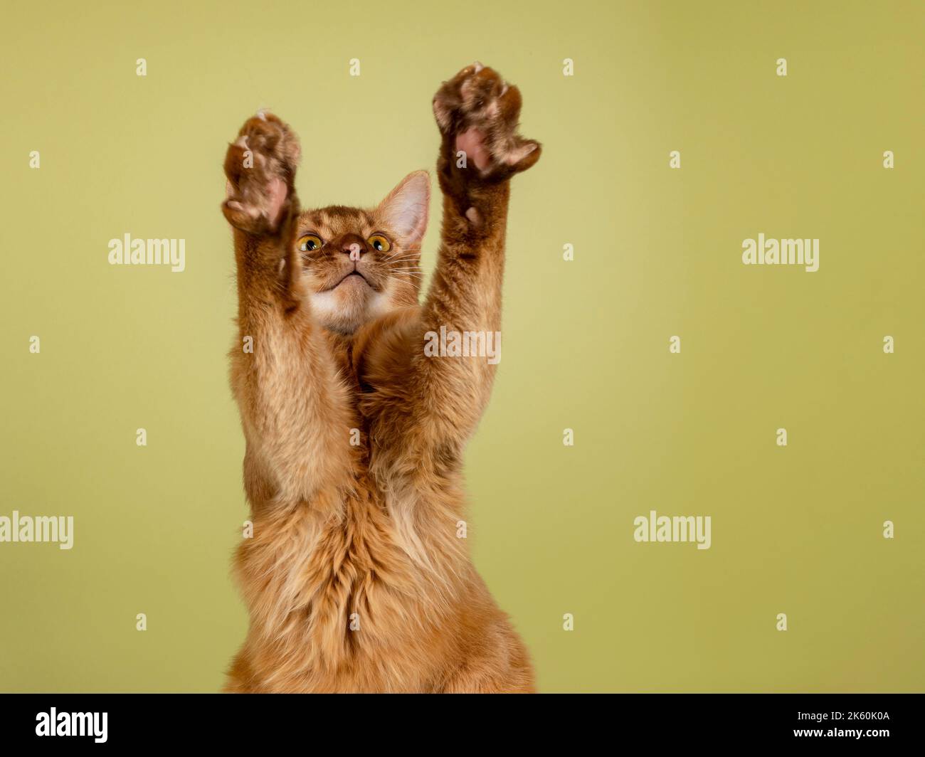 Funny head shot of cute sorrel Somali cat kitten, sitting up facing ...
