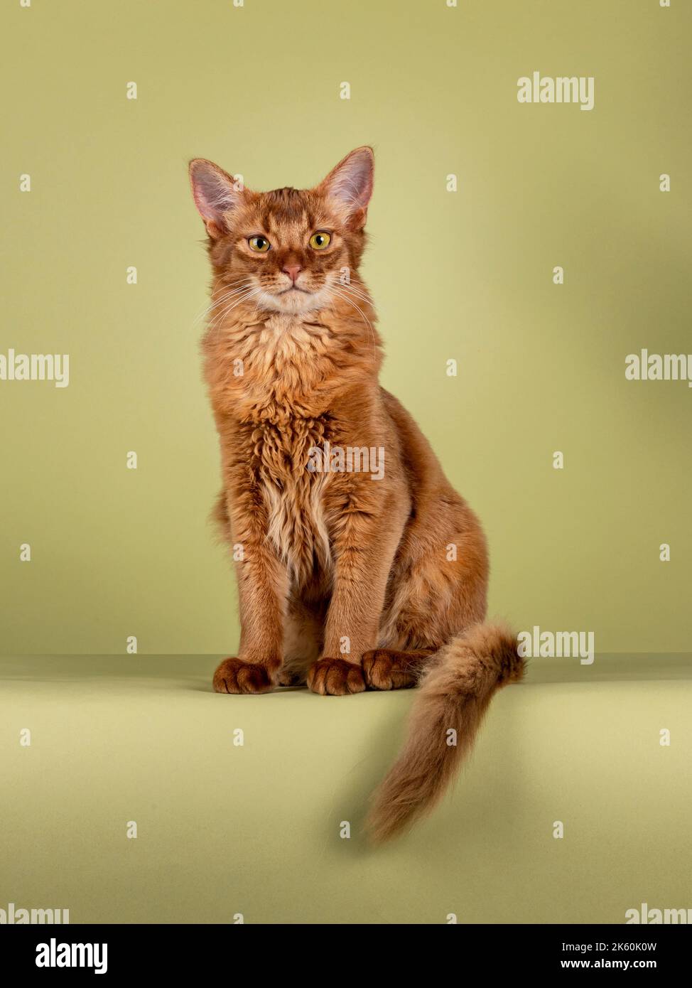 Cute sorrel Somali cat kitten, sitting up facing front on edge. Looking ...