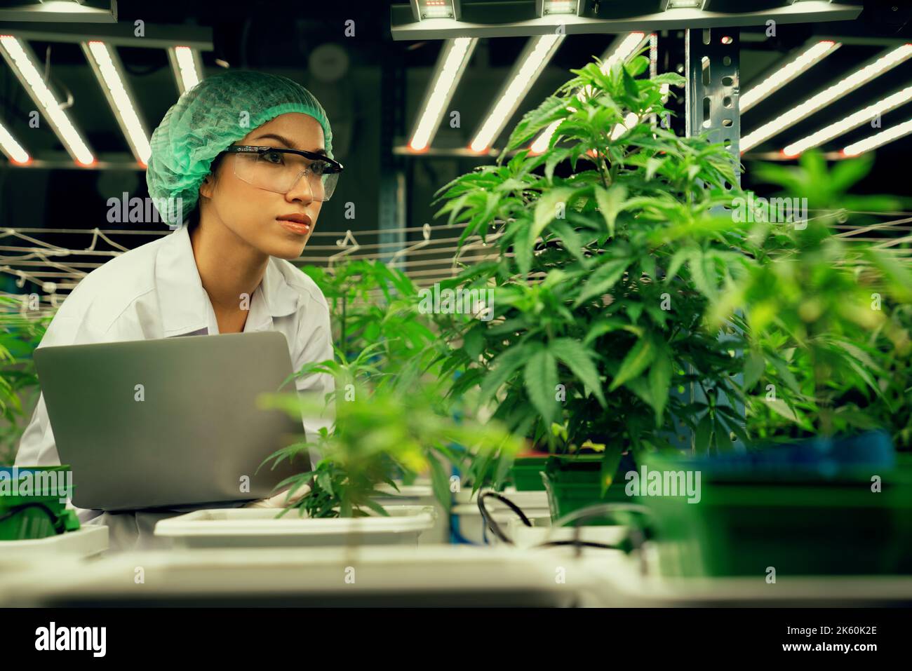 Stem field lab hi-res stock photography and images - Alamy