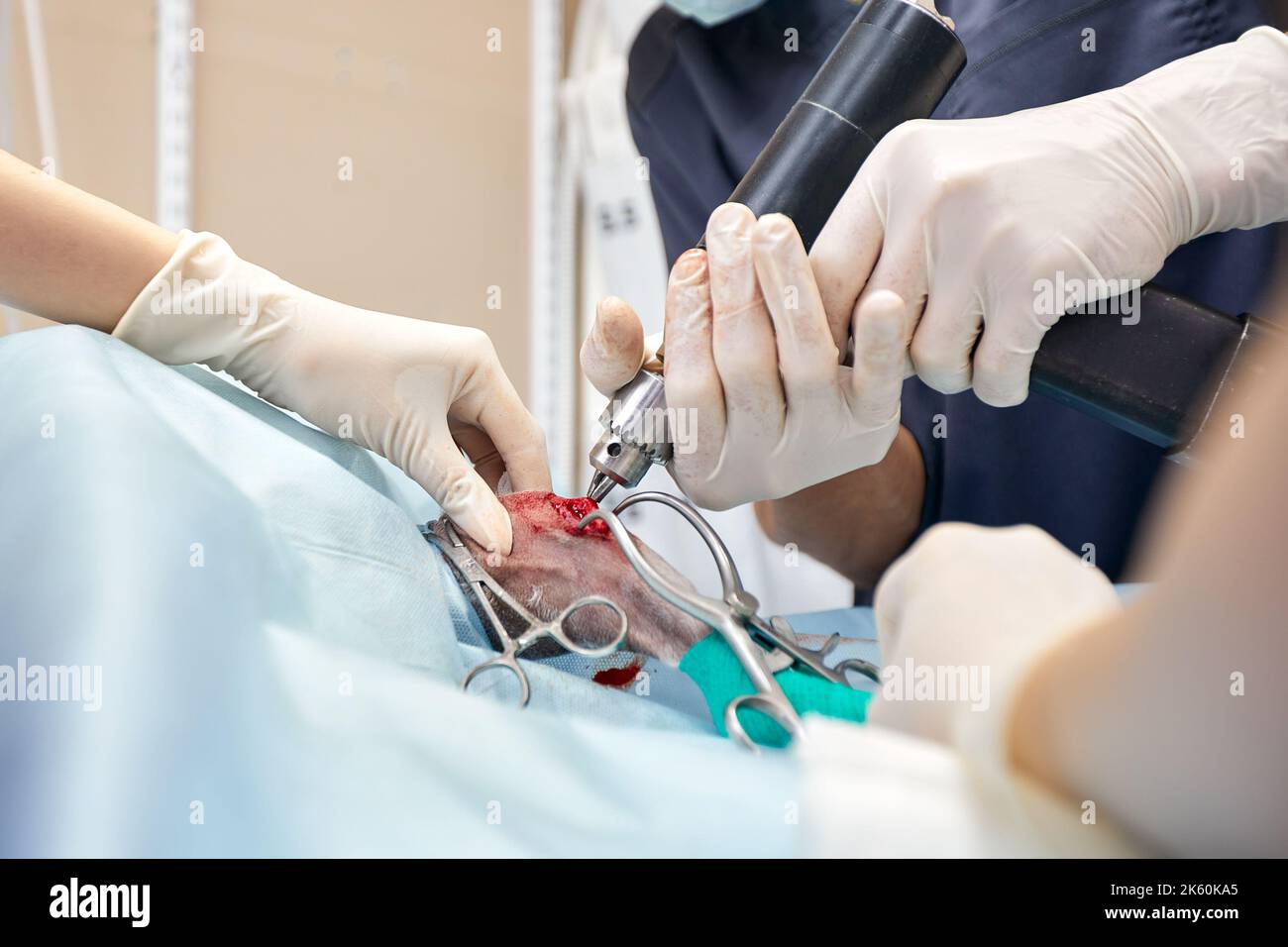 veterinary medical team performing an operation. spaying and neutering ...