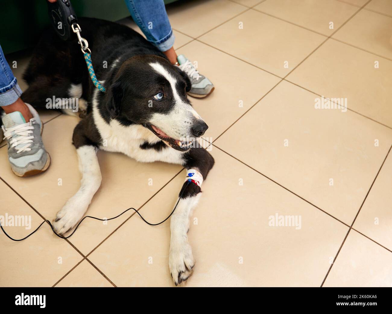 A sick dog lies under a dropper at home. Therapeutic dropper for the ...