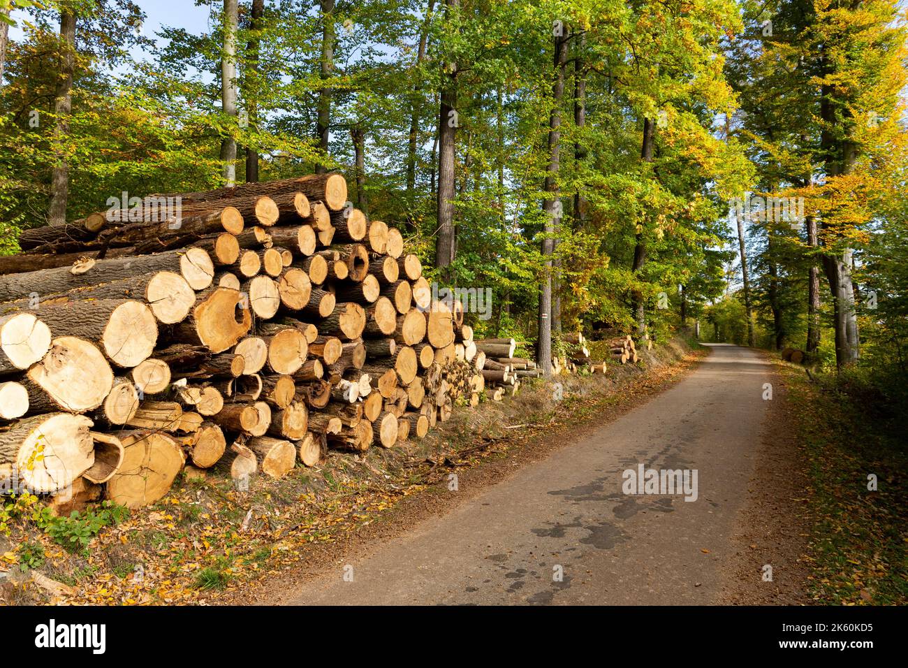 Log trunks, the logging timber forest wood industry Stock Photo - Alamy