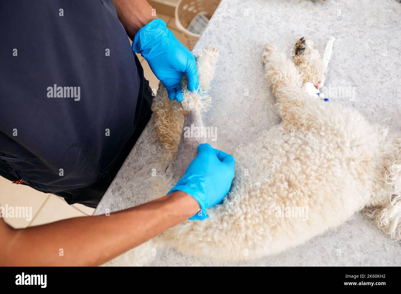 Veterinarian shaving a dog before treatment. doctor at the animal ...